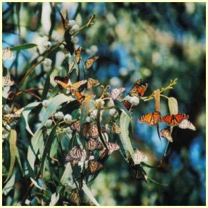 California Western Monarch Day Celebration on Feb. 5, 2011 : Pacific ...